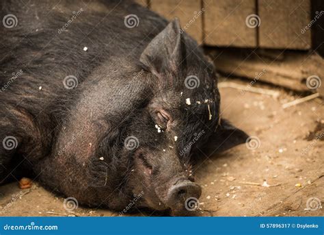 Fat Hog Stock Image Image Of Dirty Dirt Sleeping Portrait 57896317