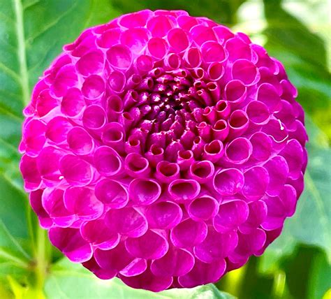 Iris Southern Highlands Flower Farm