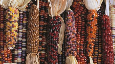 Yes Multicolored Corn Is Edible But Heres What You Should Know First