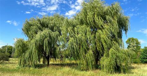 Willow Trees Guide Mckay Nursery