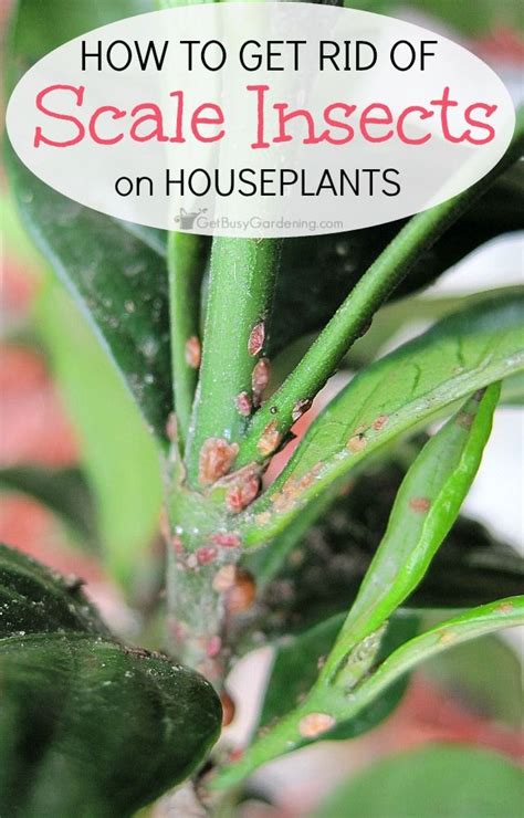 Scale Insects