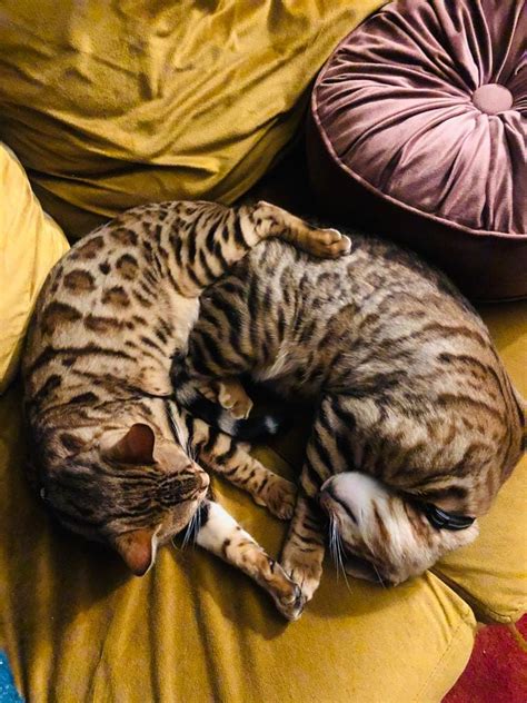 Tigger Cattery Simba And His Sister Nala Cuddle