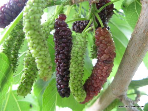 איזה תות יותר טעים אפגני או פקיסטני בלדי או שאמי תודה תפוז פורומים