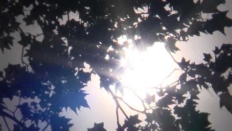 Rough Allergy Season Wisconsin Has Seen The Highest Pollen Count In