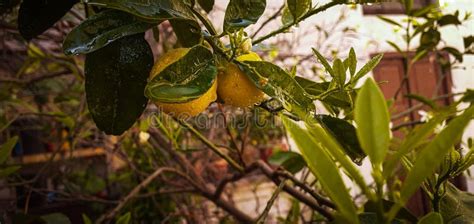 Nature Lemon Tree Home Stock Image Image Of Home Yellow 175884119