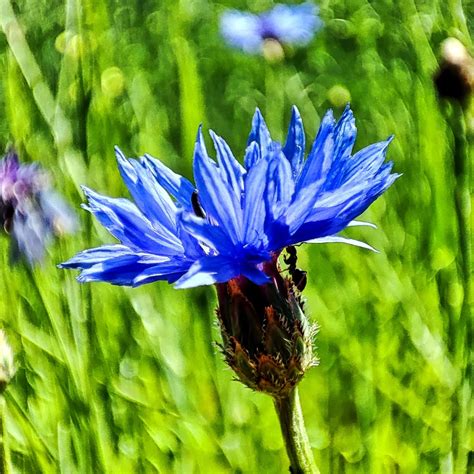 Flowers Of The Field Is There Anything Better Польові квіти чи є