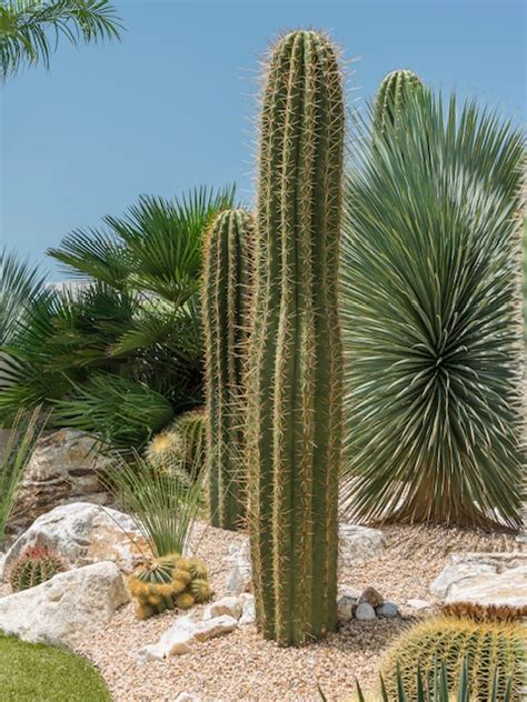 Echinopsis Terscheckii Architectural By Nature