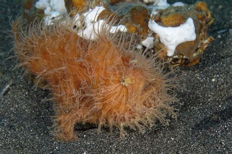 Shaggy Angler • Antennarius Hispidus • Fish Sheet