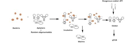 Schematic Representation Of The Aptamers Binding Assay Download
