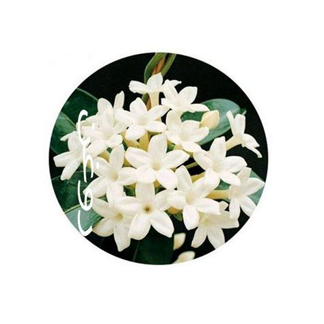 روغن ماساژ لیتری گل یاسمن جاسمین