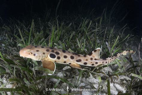 Papuan Epaulette Shark Hemiscyllium Hallstromi