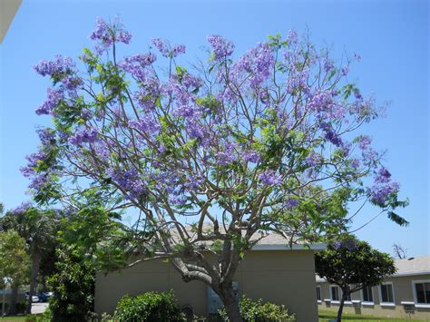 File Jacaranda Mimosifolia Martin County Fla 002  维基百科，自由的百科全书