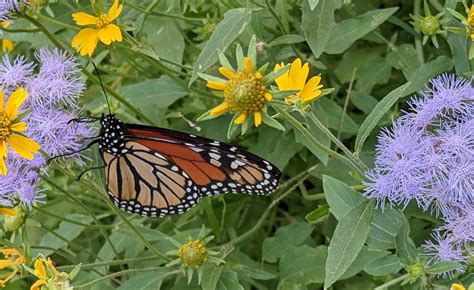 Power Plants For Pollinators Native Plant Society Of Texas