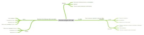Structure Primaire De La Tige Coggle Diagram