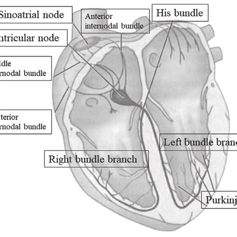 Main Structures Of Cardiac Conduction System A Higher Resolution Download Scientific