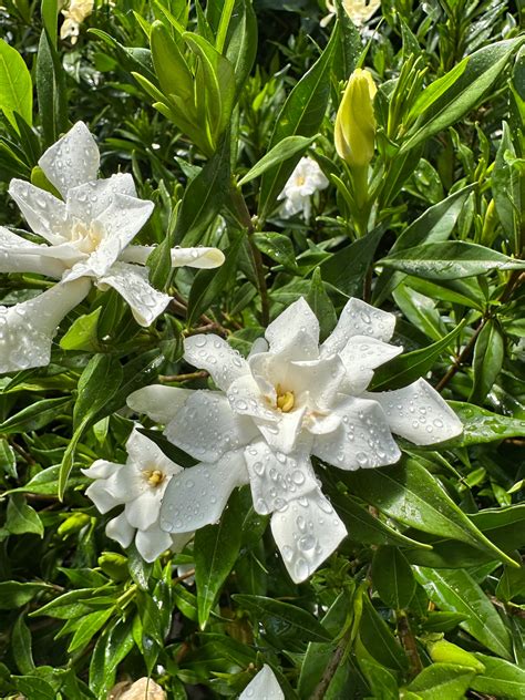 Gardenia Jasminoides Frost Proof Cistus Nursery