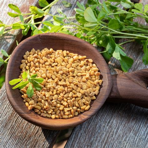Methi Seeds Uses 5 Recipes How To Use Fenugreek Seeds And Leaves