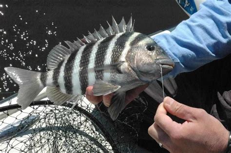 8 Things To Know To Catch More Big Sheepshead Florida Sportsman