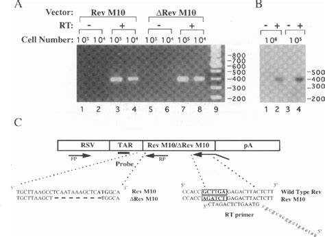 Microencapsulated Potassium Chloride 10 Meq Extended Release Oral