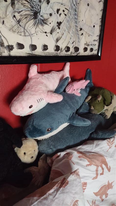 New fren! : r/BLAHAJ
