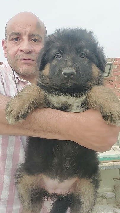 جراوي للبيع ٠١٢٨٢٤٠٠٩٠٦ Youtube