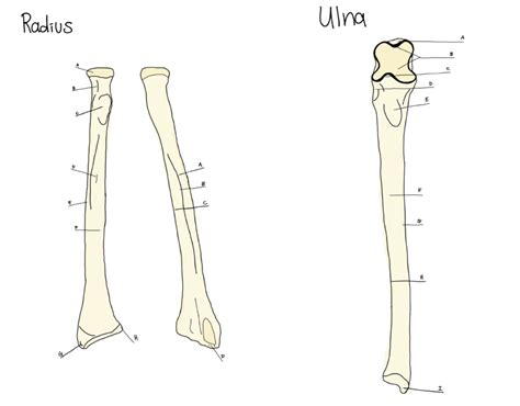 Radius And Ulna Bone Labeling Diagram Quizlet