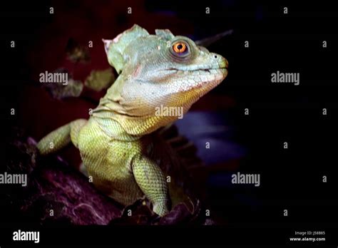 Siegfried Und Der Drache Fotos Und Bildmaterial In Hoher Auflösung Alamy