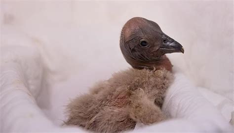 Programa De Conservación Del Cóndor Andino Pcca Buenos Aires Ciudad Gobierno De La Ciudad