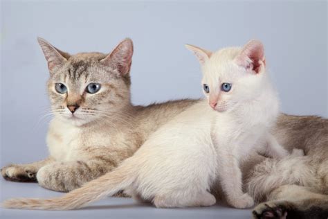 Best Siamese Cat Names Ideas And Things To Consider When Naming Your