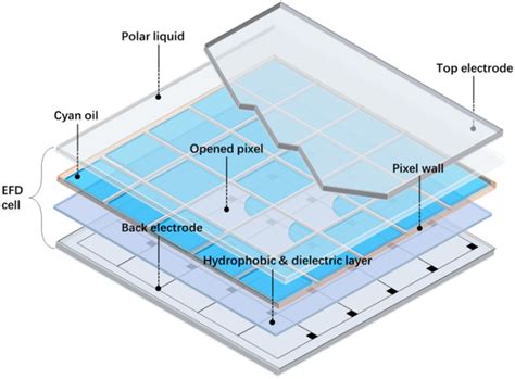 Schematic Drawing Of The Efd Cell Structure Download Scientific Diagram