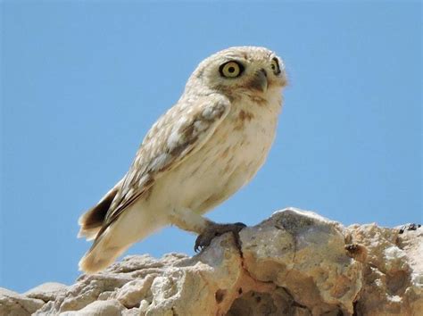 纵纹腹小鸮 Global Bird Index Ioc15 1
