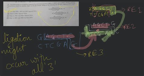 Provided Below Are Recognition Sequences For Restriction Enzymes RE