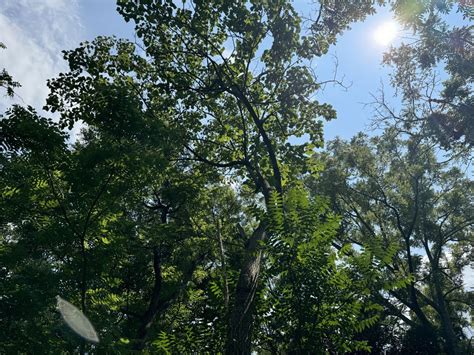 From Bugs To Trees A Md Arborists Tips For Spotting Invasive Species