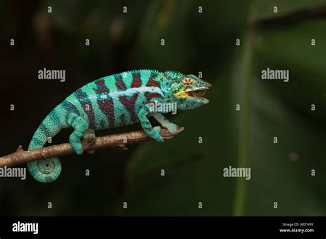 Male Panther Chameleon Furcifer Pardalis Eating A Grasshopper