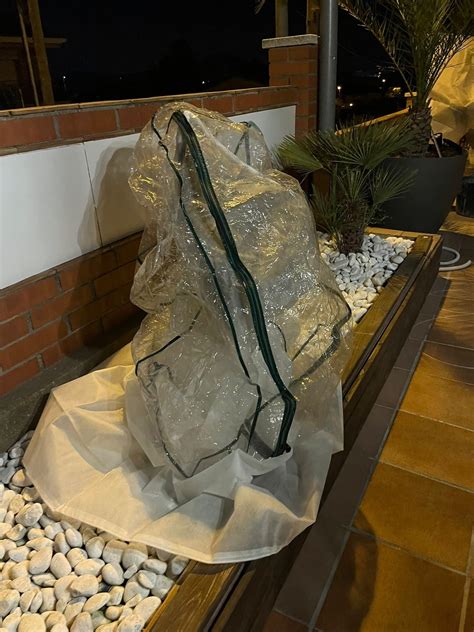 Palmera Archontophoenix Alexandrae Muerta