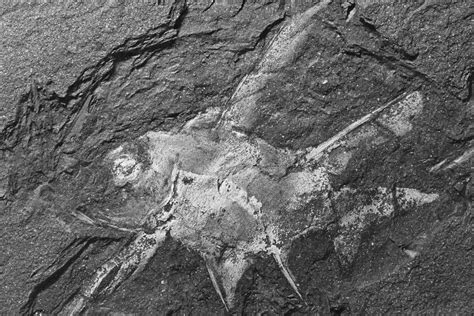 List Of Fish That Start With A Flora Fauna Fun