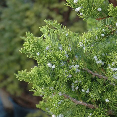 Juniperus Chinensis ‘torulosa Bonsai Suitable Plant Mybageecha