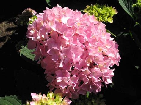 Hydrangea Macrophylla ‘robert Lets Dance Moonlight Kiefer Nursery Trees Shrubs Perennials