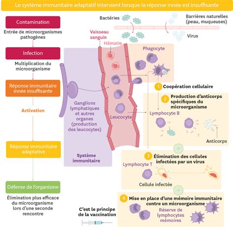 La Réponse Immunitaire Adaptative Face Aux Infections Schémas Cours