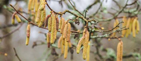 Pruning The Hazelnut