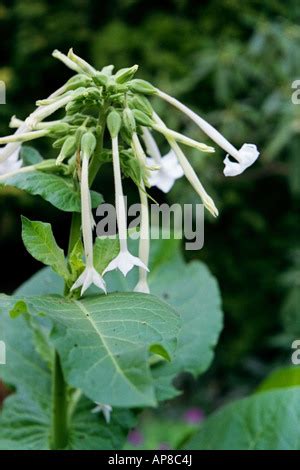 Woodland Tobacco Flowers Nicotiana Sylvestris This Plant Is A Member