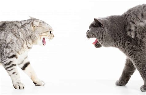 5 Things To Know About Cat Fights Cole And Marmalade
