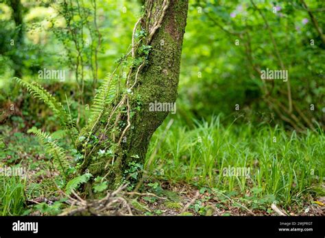 Massive Pine Trees With Ivy Growing On Their Trunks Impressive Green
