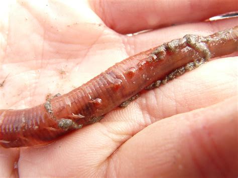 Lugworm Worm Arenicola Marina Free Photo On Pixabay