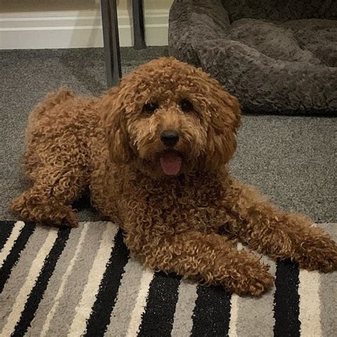 Cockapoo Bailey Galeria Zdjęć