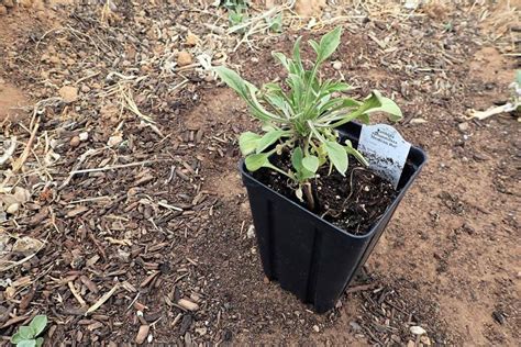 How To Plant And Grow Mexican Hat Flowers Gardeners Path