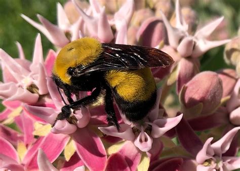 Xerces Society Files Esa Petition To Protect Morrison Bumble Bee