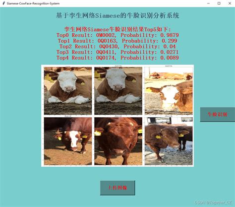基于孪生神经网络siamese开发构建牛脸识别分析系统 siamese network脸部识别 csdn博客