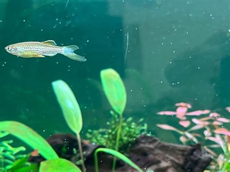For Sale Danios For Sale Tropical Aquariums Sa