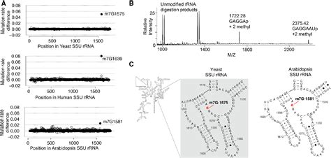 Figure 2 From Detection Of Internal N7 Methylguanosine M7g Rna Modifications By Mutational